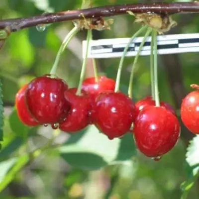 Cherry Gift to the Eagle: descripció de la varietat, fotos, comentaris 12528_1