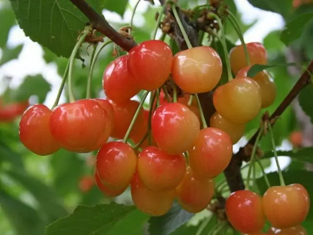 میٹھی چیری برائنسکایا گلابی: مختلف قسم کی تفصیل ، تصاویر ، جائزے ، درخت کی اونچائی ، جرگن۔ 12529_1