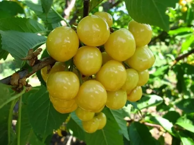 Cereza dulce Bryanskaya Pink: descripción de la variedad, fotos, comentarios, altura del árbol, polinizadores 12529_6