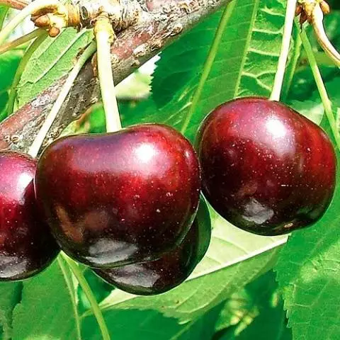 Cherry Summit` բազմազանության նկարագրություն, լուսանկարներ, ակնարկներ 12537_1