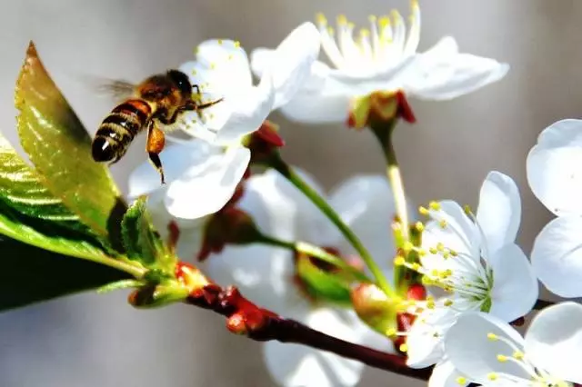 Cherry Summit: descripció de la varietat, fotos, comentaris 12537_2