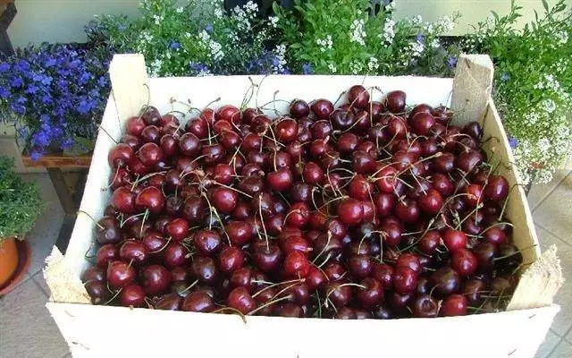 Cherry Summit` բազմազանության նկարագրություն, լուսանկարներ, ակնարկներ 12537_3