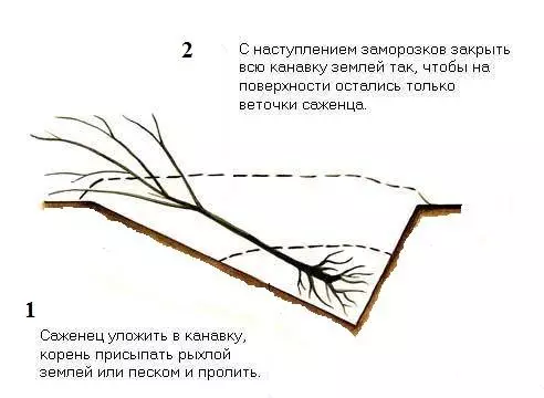 Cherry Rossoshanskaya: tuairisc ar éagsúlacht, grianghraif, léirmheasanna 12538_12