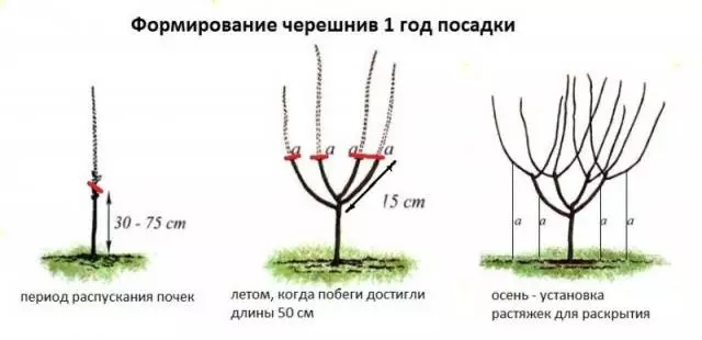 Cherry Rossoshanskaya: Sortenbeschreibung, Fotos, Bewertungen 12538_14