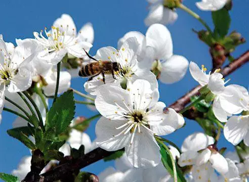 Cherry Rossoshanskaya: Sortenbeschreibung, Fotos, Bewertungen 12538_4