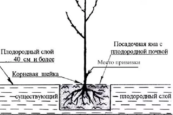 Inimă de vițel dulce de cireș: descriere a varietății, fotografii, recenzii 12539_11