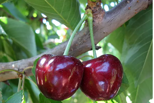 Chokoma cha Cherry Bull Heart: mafotokozedwe osiyanasiyana, zithunzi, ndemanga 12539_2