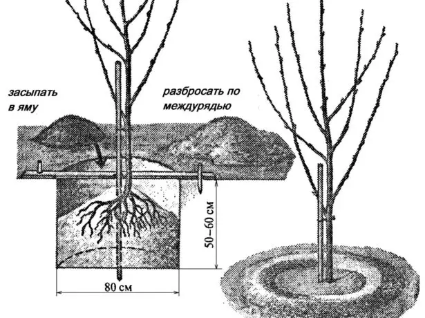 Anh đào ngọt cho Siberia và Urals: giống cứng mùa đông, trồng và chăm sóc, ảnh, đánh giá 12544_2