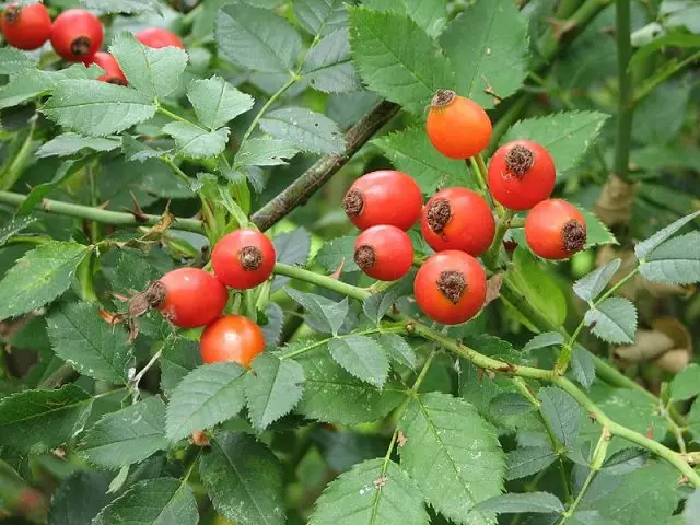 Matam-is nga cherry alang sa Siberia ug mga Ural: mga klase sa hardin sa tingtugnaw, pagtanum ug pag-atiman, litrato, repasuha 12544_4