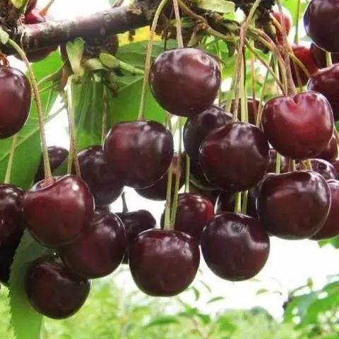 Cherry Veda: وصف متنوع ، صور ، مراجعات ، ملقحات 12548_4