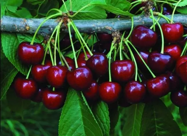 Cherry Veda: opis sorte, fotografije, ocene, opraševalci 12548_6