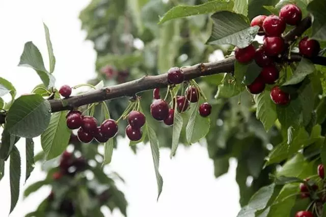 Cherry Iput: ibisobanuro bitandukanye, amafoto, gusubiramo, kwanduza, kurwanya ubukonje 12549_1