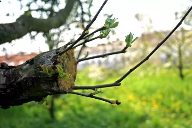 Empeltar pomers a la primavera per a principiants 12558_13