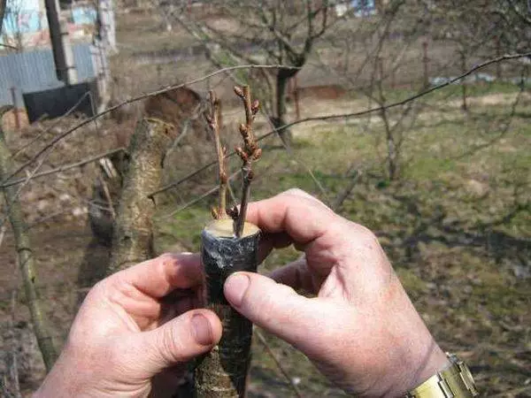 Apfelbäume veredeln im Frühjahr für Anfänger 12558_6