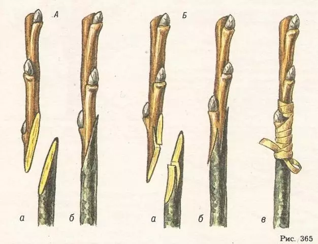 Ābolu potēšana pavasarī iesācējiem 12558_7