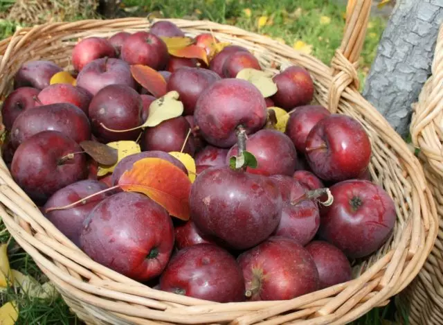 Osisi Apple Darunok (Darunak): nkọwa dị iche iche, foto, ịkụ ihe na mpaghara Moscow, ndị na -eme mkpọsa, nyocha 12560_10