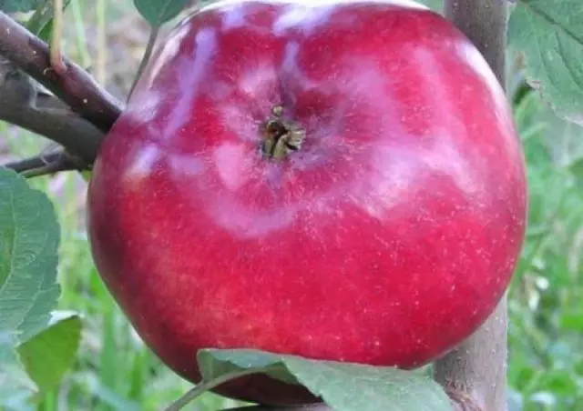 Appelbeam Darunok (Darunak): fariëteitsbeskriuwing, foto, plantsje yn 'e Moskouske regio, pollinators, resinsjes 12560_2