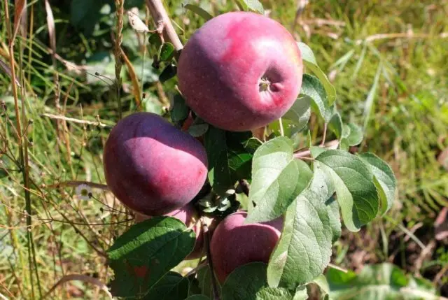 Appelbeam Darunok (Darunak): fariëteitsbeskriuwing, foto, plantsje yn 'e Moskouske regio, pollinators, resinsjes 12560_3