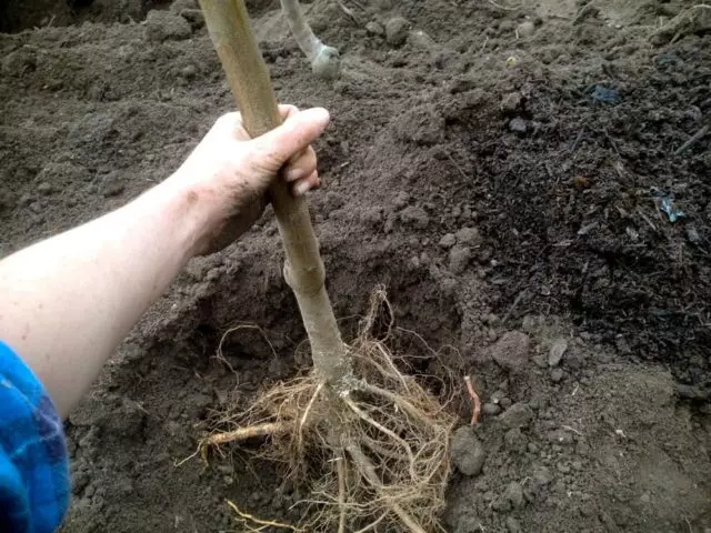 Appelboom Darunok (Darunak): variëteitbeskrywing, foto, plant in die Moskou -streek, bestuiwers, resensies 12560_5