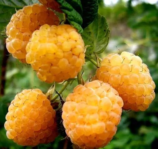 Raspberry Beglyanka: barietate deskribapena, argazkiak, iritziak 12574_1