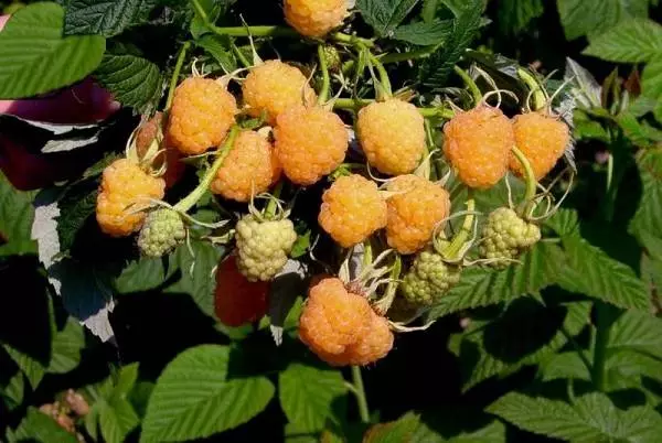 Raspberry Beglyanka: barietate deskribapena, argazkiak, iritziak 12574_11