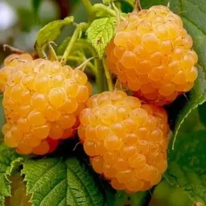 Raspberry Beglyanka: barietate deskribapena, argazkiak, iritziak 12574_3