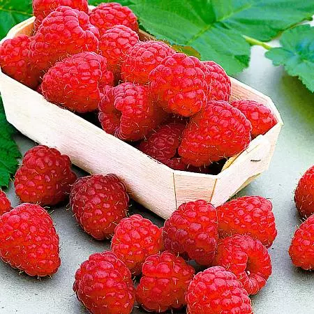 Ụgwọ Raspberry: nkọwa dị iche iche, foto, nyocha 12583_1