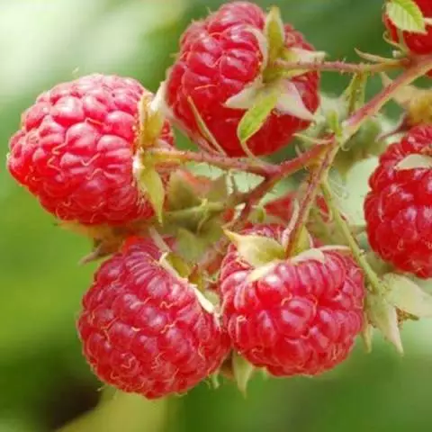 Raspberry ሽልማት - የተለያዩ መግለጫ ፣ ፎቶ ፣ ግምገማዎች 12583_12