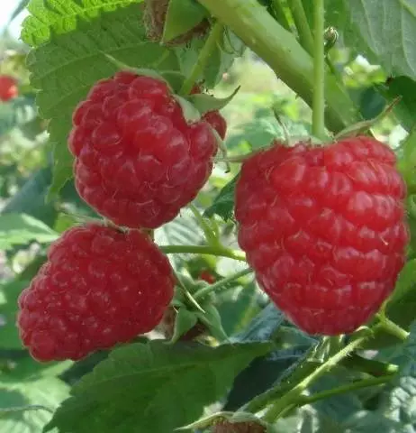 Raspberry Reward: rasbeschrijving, foto, beoordelingen 12583_13