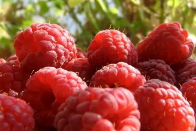 Raspberry ሽልማት - የተለያዩ መግለጫ ፣ ፎቶ ፣ ግምገማዎች 12583_2