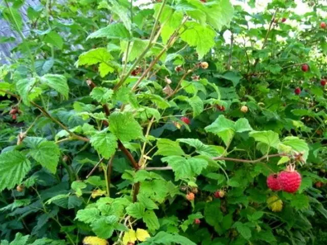 Raspberry Reward: rasbeschrijving, foto, beoordelingen 12583_3