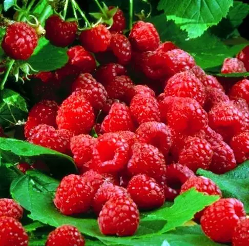 Raspberry Reward: rasbeschrijving, foto, beoordelingen 12583_4