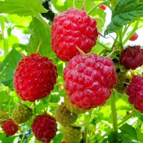 Raspberry ሽልማት - የተለያዩ መግለጫ ፣ ፎቶ ፣ ግምገማዎች 12583_7