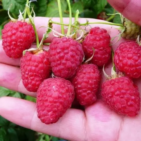 Raspberry Reward: rasbeschrijving, foto, beoordelingen 12583_8