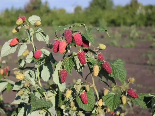 Raspberry Pokhvalinka: popis odrůdy, výsadba a péče, fotografie a recenze 12584_1