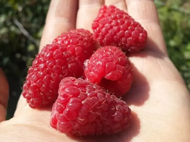 Raspberry Pokhvalinka: ituaiga faʻamatalaga, totoina ma le tausiga, ata ma iloiloga 12584_12