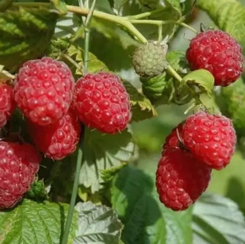 Raspberry Peresvet: lainlaing paghulagway, litrato, pagsusi 12588_5