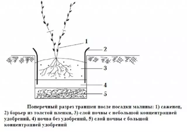 Raspberry Peresvet: әртүрлілік сипаттамасы, фотосуреттер, шолулар 12588_6