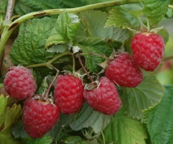 Raspberry Peresvet: lainlaing paghulagway, litrato, pagsusi 12588_8