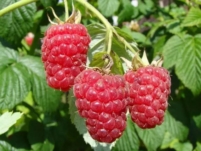 Raspberry Maroseyka: përshkrimi i larmisë, fotot, rishikimet 12591_11