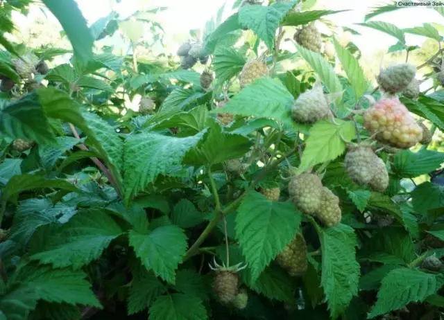 Raspberry Maroseyka: përshkrimi i larmisë, fotot, rishikimet 12591_2