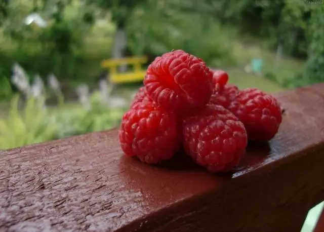 Raspberry Maroseyka: përshkrimi i larmisë, fotot, rishikimet 12591_21