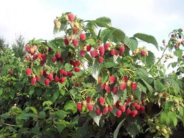 Raspberry Maroseyka: përshkrimi i larmisë, fotot, rishikimet 12591_3