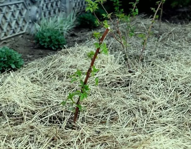 Raspberry Maroseyka: የተለያዩ መግለጫዎች ፣ ፎቶዎች ፣ ግምገማዎች 12591_6