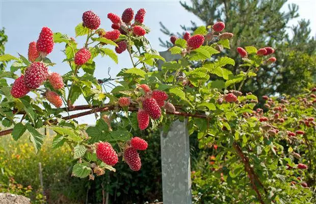 Raspberry Maroseyka: përshkrimi i larmisë, fotot, rishikimet 12591_8