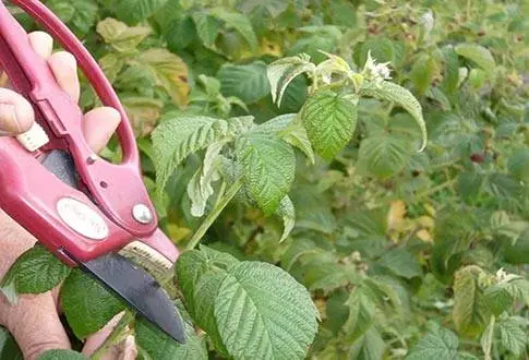 Raspberry Maroseyka: የተለያዩ መግለጫዎች ፣ ፎቶዎች ፣ ግምገማዎች 12591_9