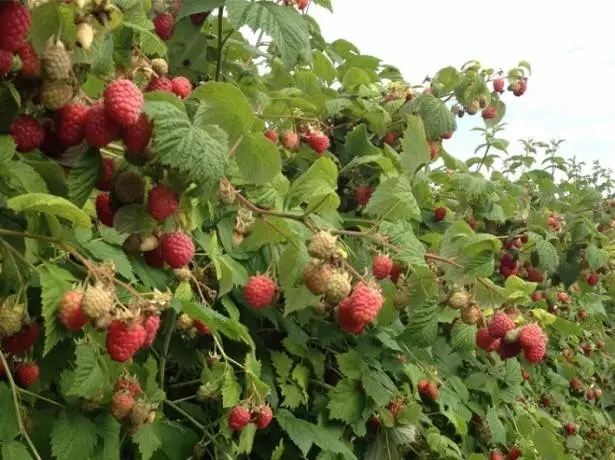 Framboise Gusar: description de la variété, photos, avis 12594_16