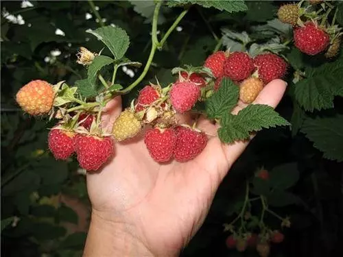 Framboise Gusar: description de la variété, photos, avis 12594_2