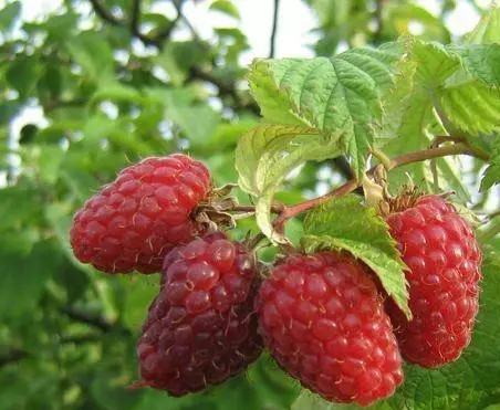 Framboise Gusar: description de la variété, photos, avis 12594_4