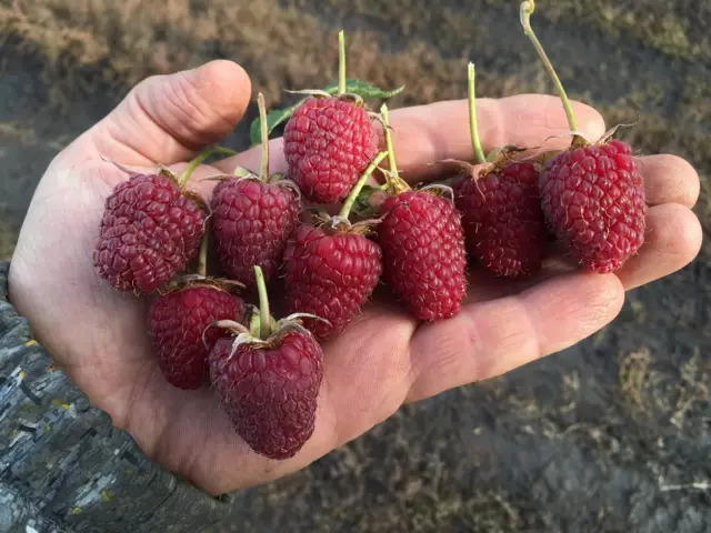 Raspberry Konek-Humpbacked: περιγραφή ποικιλίας, καλλιέργεια, φωτογραφίες και κριτικές 12597_1